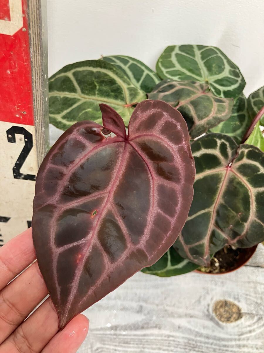 【やや傷や汚れあり】M-7【ドックブロック】アンスリューム・ミッシェル Anthurium 'Michelle' by DOCBLOCKの落札 ...