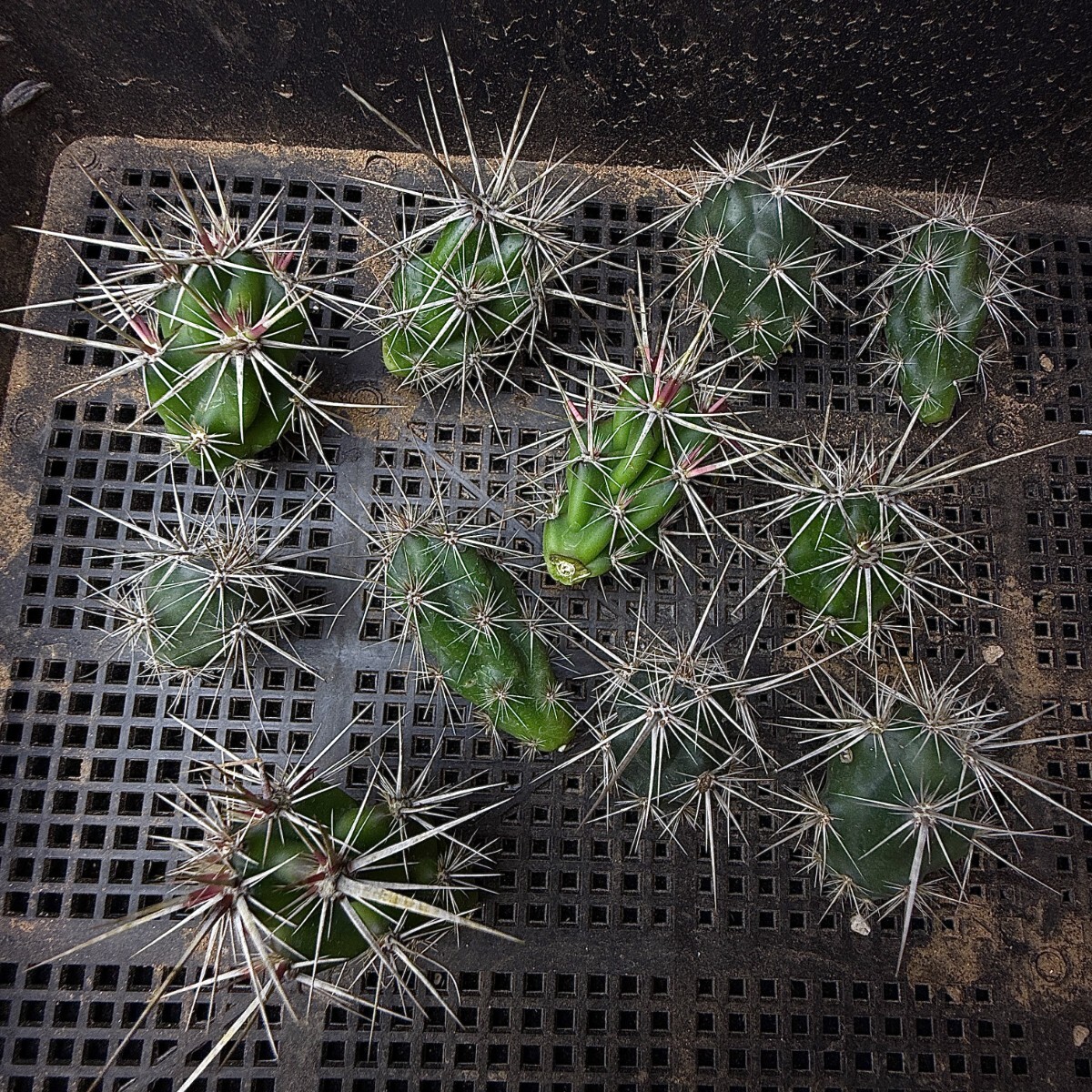 【目立った傷や汚れなし】11G 超激レア種 コリノプンチア属 武者団扇 Grusonia invicta 超剛健刺 サボテン カキコ11株同梱 ...