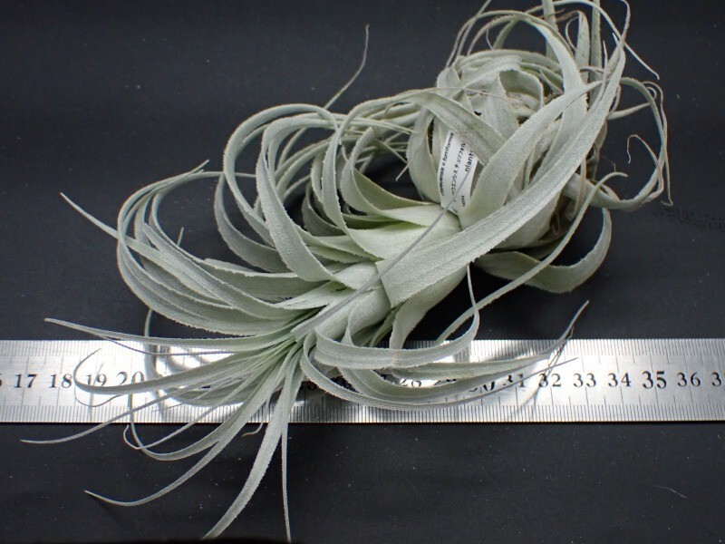 Tillandsia 'Maya Red Cap' (Rio Hondo × Capitata Red)、マヤレッドキャップ（リオホンドエン ...