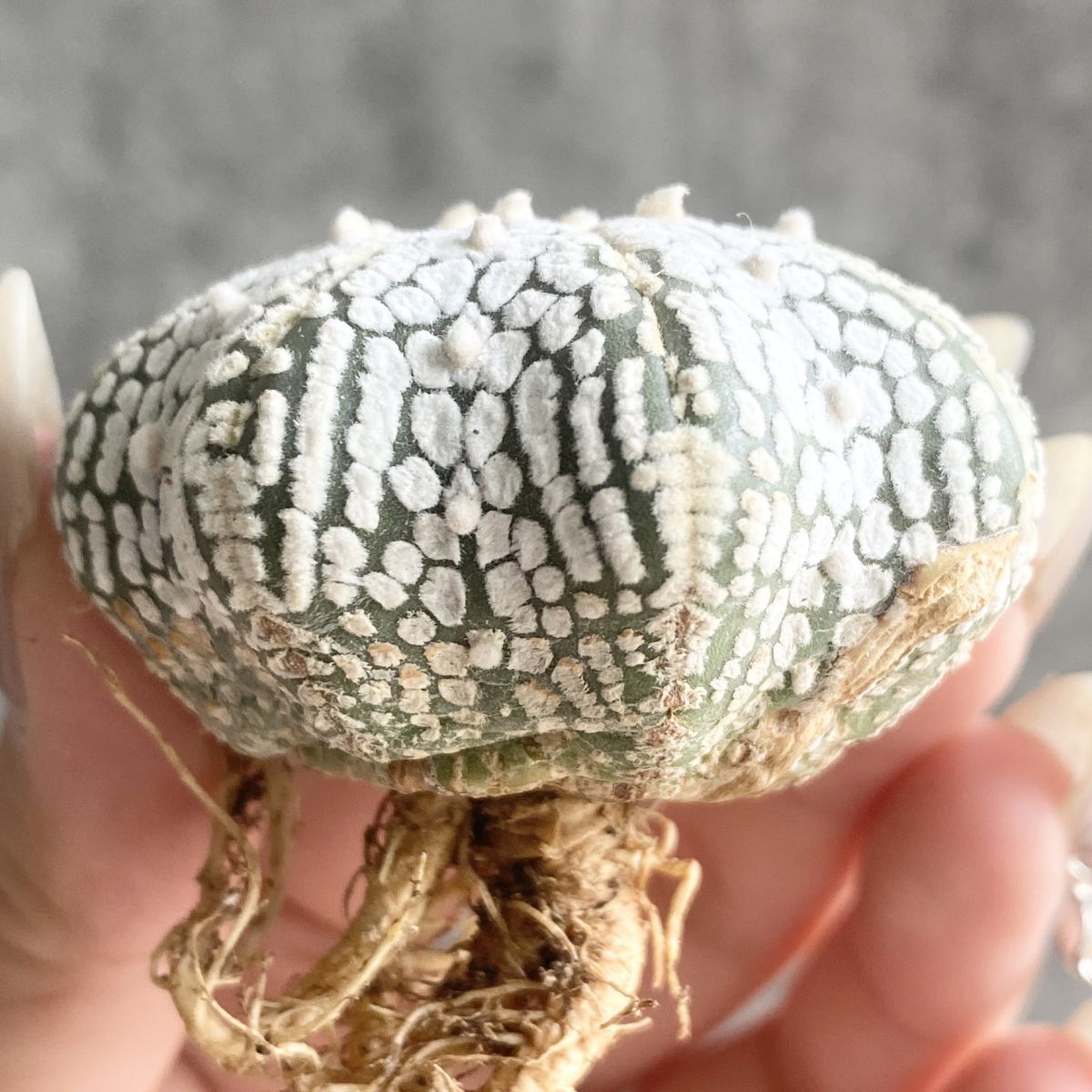 【未使用】【A768】【 アストロフィツム 兜丸 ' スーパー兜 ' ★スタータイプ★ 】 実生株 Astrophytum asterias サボテンの落札情報詳細 - Yahoo ...