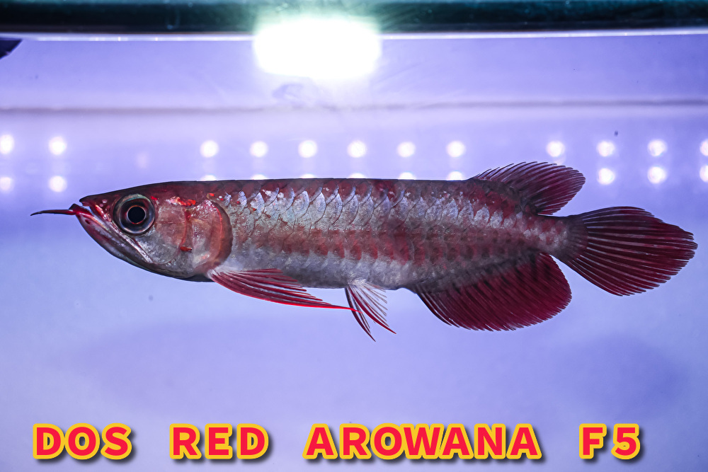 【未使用】第544弾 激レア体型 レッドアロワナ 『 DOS・RED・F4sp ハートテール 』 ベタ赤系 AAAAA個体 NO7064の落札 ...