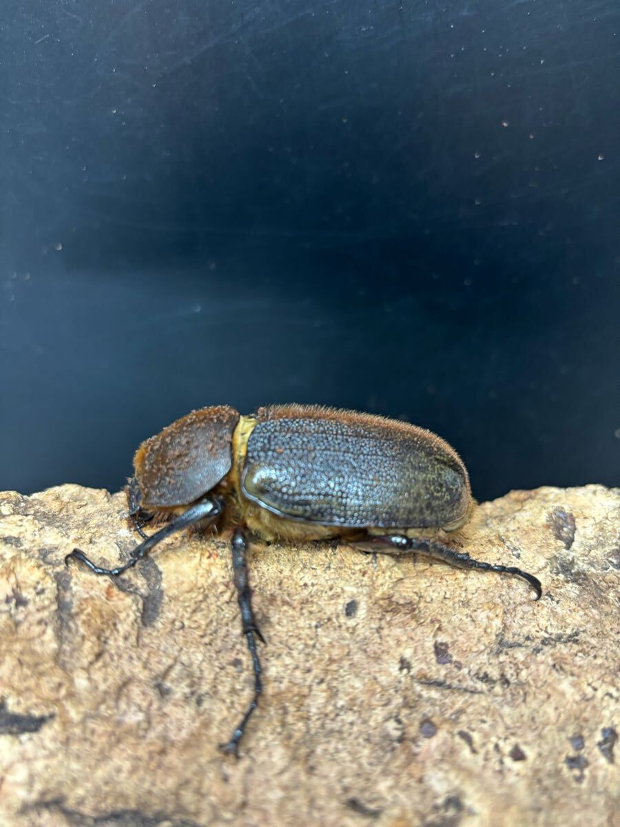 【未使用】[AKI]D.H.ヘラクレス ♀単品 管理No.20 Vol.3-FF1710F・FFOAKS×Vol.3‐0F136G（182.4直仔）の落札情報詳細 - Yahoo!オークション ...