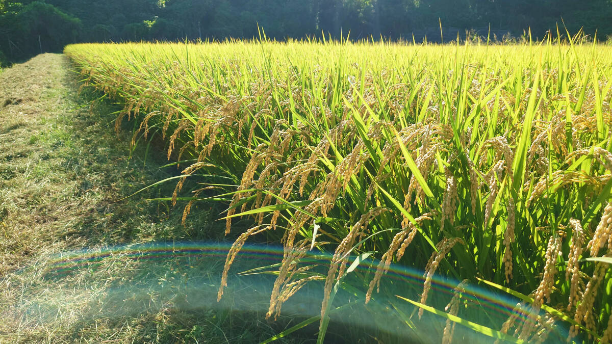 【未使用】24《即決送料込》【新米】令和7年産ヒノヒカリ（30kg入 1袋）＜兵庫県産＞の落札情報詳細 - Yahoo!オークション落札価格 ...