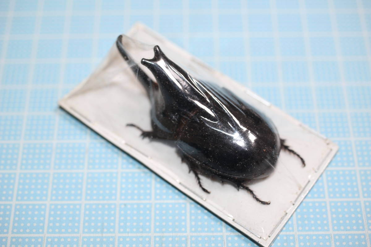 標本5866 ボルネオ島産 オオツノメンガタカブトの落札情報詳細 - Yahoo!オークション落札価格検索 オークフリー