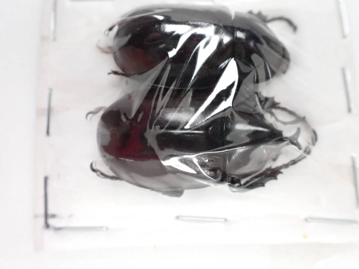 【新品】Xylotrupes A-9 ラオスのヒメカブト(socrates infrasp. bourgini ) ♂♀ の落札情報詳細 ...