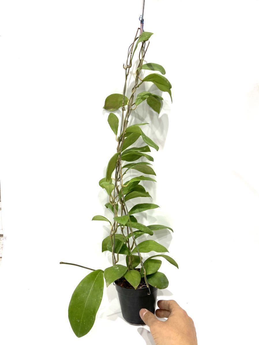 hoya mindorensis purple star ホヤ ミンドレンシス パープルスター【ホヤ】【多肉】の落札情報詳細 - ヤフオク落札価格検索 オークフリー