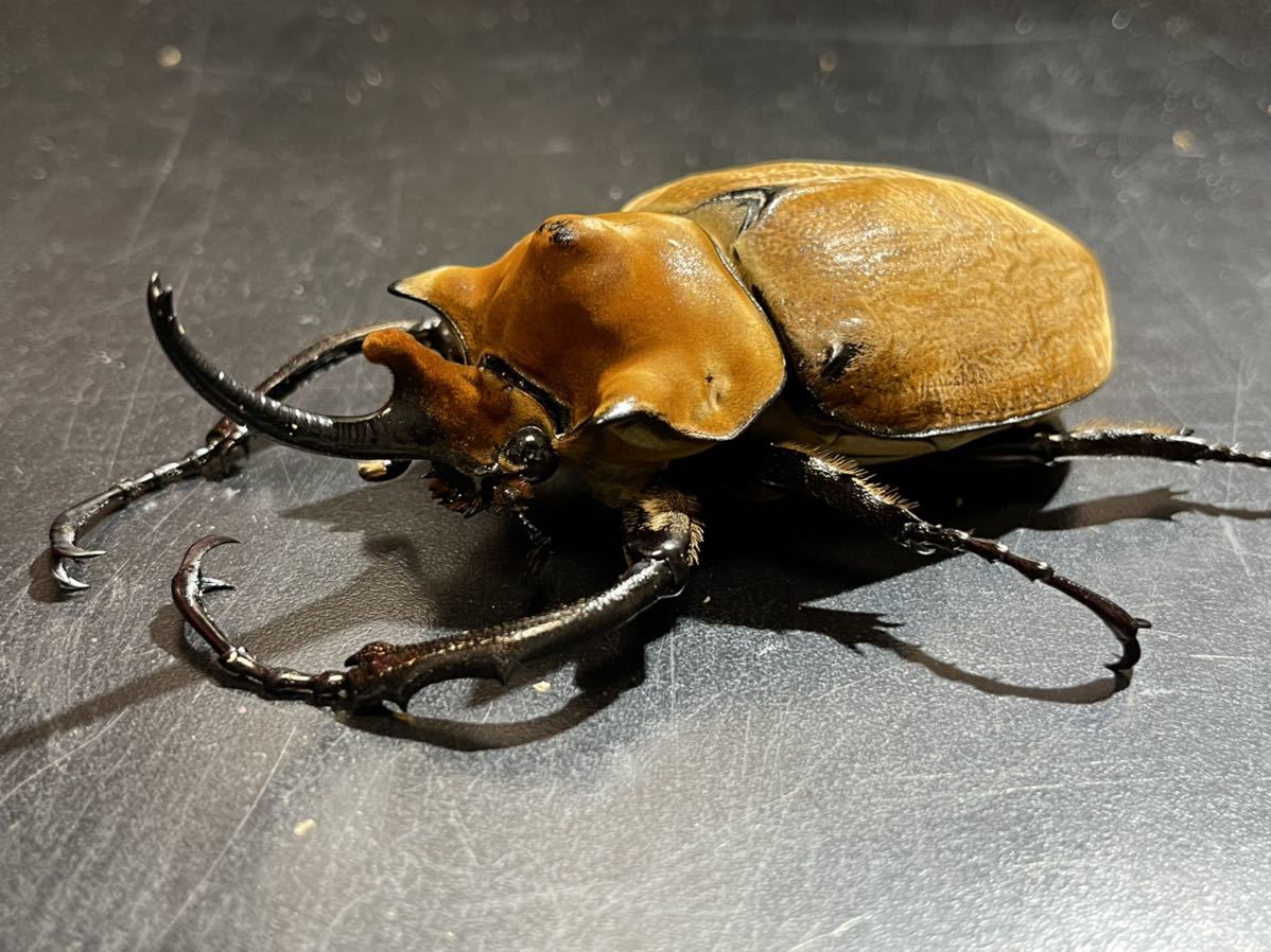 【未使用】[bibagon]コルコバード産 エレファス WF3 1♂2♀ ♂110mm 条件で死着保障あり！”しっかり対応させていただきます ...