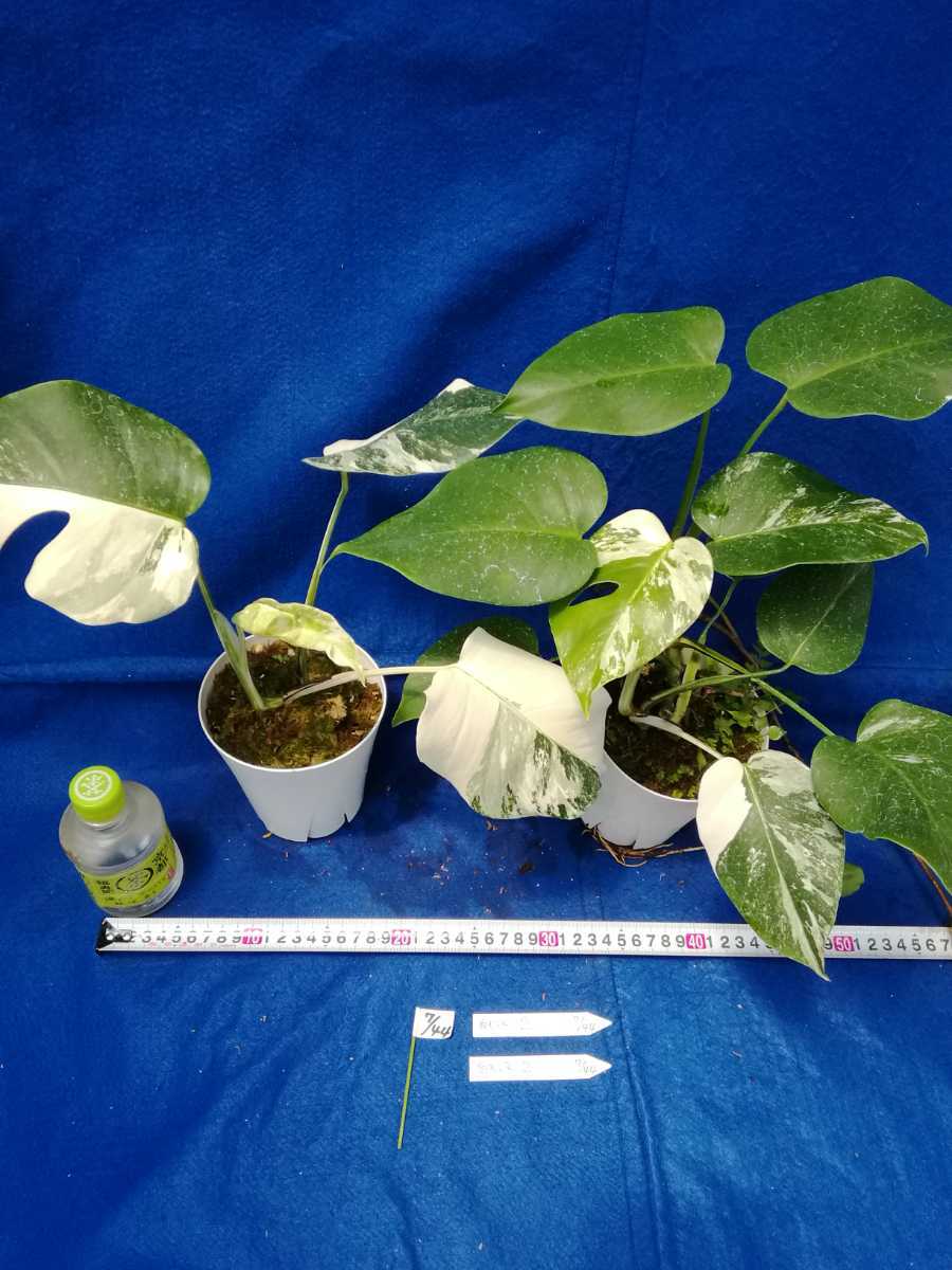 【やや傷や汚れあり】NO.0744 山野草 斑入り 古典 白斑入モンステラ 2ヶセット 観葉植物 の落札情報詳細 - ヤフオク落札価格検索 オークフリー