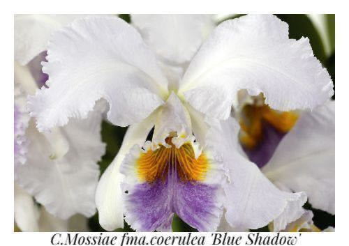 【未使用】洋蘭カトレア原種(オリジナル株) C.mossiae fma.coerulea ‘Blue Shadow’BM/JGP -sp ...
