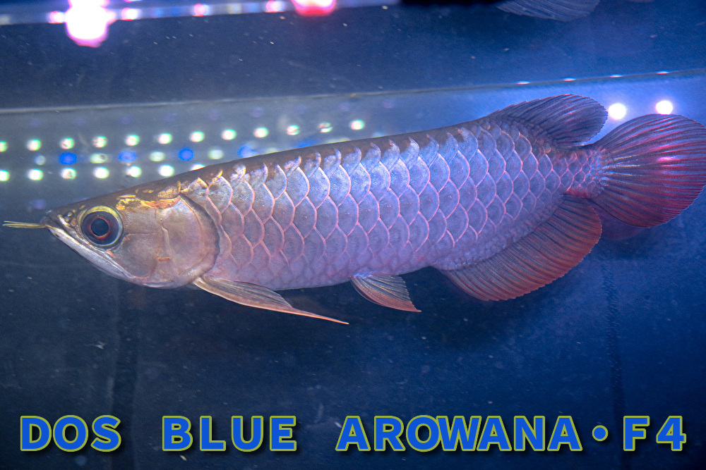 【未使用】売り切り 原産国マレーシア産 極上-青い過背金龍『DOS・BLUE・AROWANA F4』 メタル藍底タイプ 22㎝ NO2455 の落札情報詳細| ヤフオク落札価格情報 オークフリー