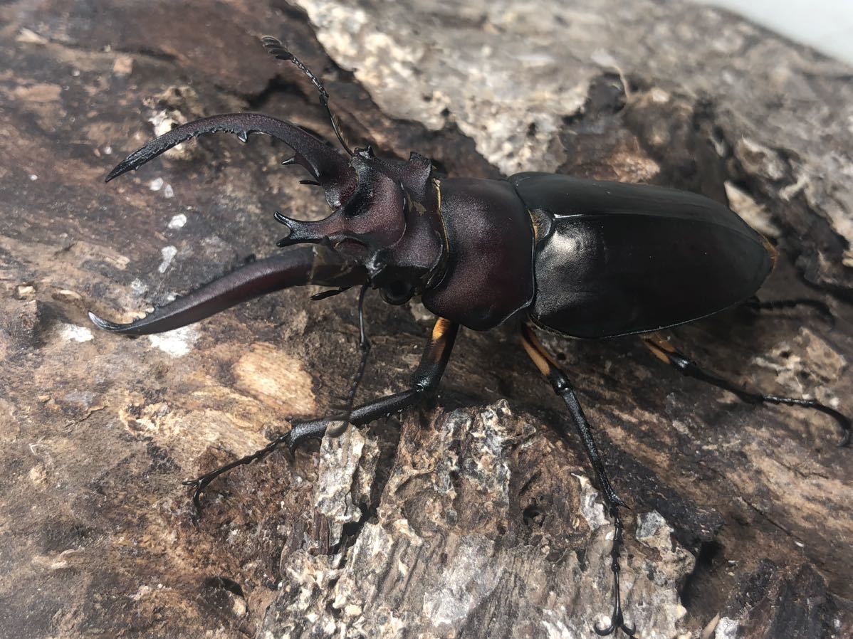 【未使用】【ルカヌス】ヘルマンミヤマWF3ペア＋2♀の落札情報詳細 - Yahoo!オークション落札価格検索 オークフリー