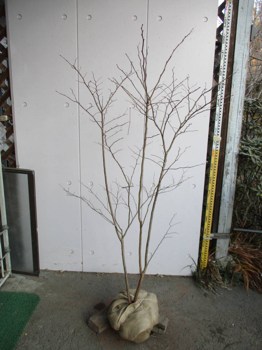 【未使用】生産者直売！ ナツハゼ 樹高1.45mの落札情報詳細 - Yahoo!オークション落札価格検索 オークフリー