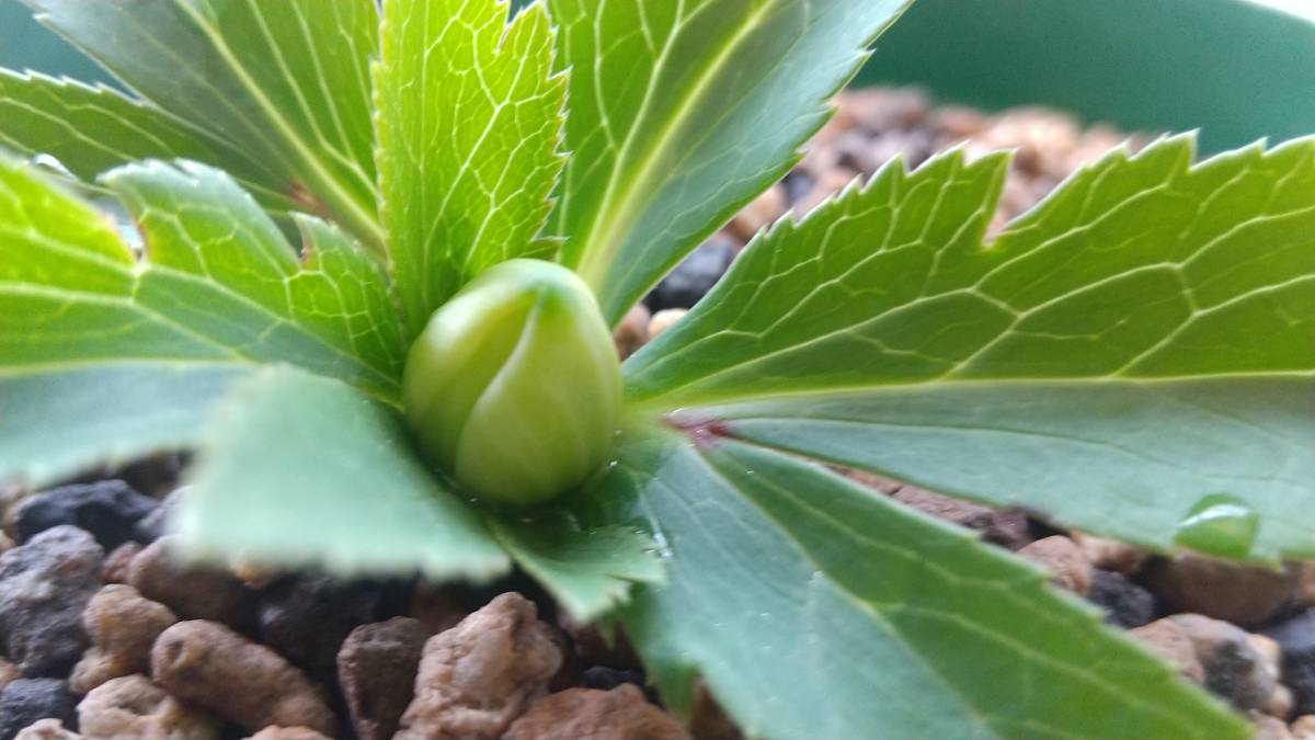 【未使用】原種クリスマスローズh.occidentalis"little-white"栄養増殖開花株の落札情報詳細 - ヤフオク落札価格検索 ...
