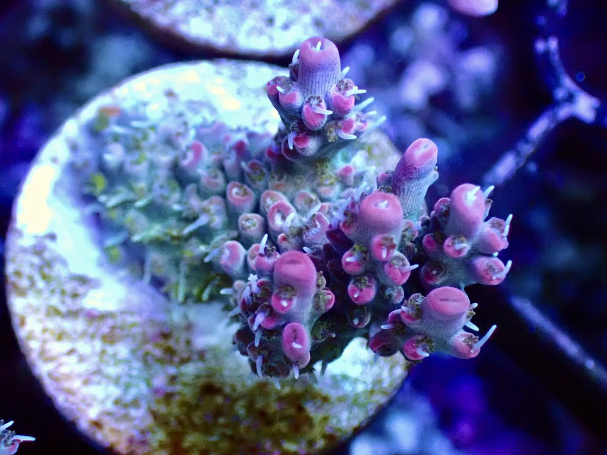 【未使用】年末 SALE 初出品 ネームド個体【CDU Acropora Pink Lemonade】色揚げ個体 ピンクレモネード ミドリイシ ...