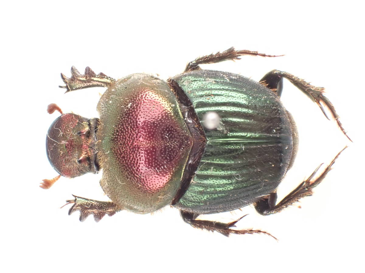 【未使用】混合06 コートジボアール産 エンマコガネの一種 Onthophagus (Proagoderus) sp.(fastosus と ...