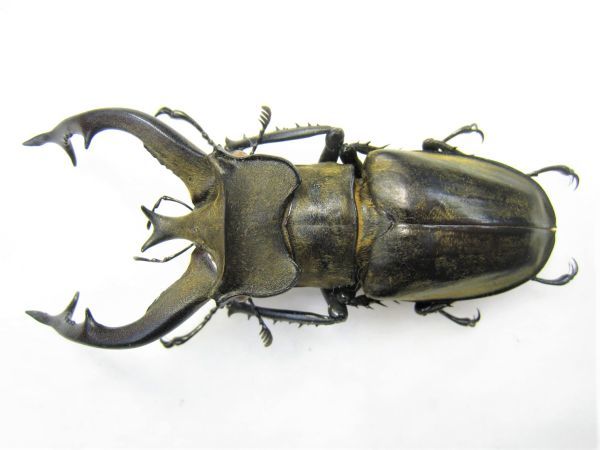 【目立った傷や汚れなし】【標本】大型 チベットミヤマクワガタ（ssp furcifer：ベトナム北部YenBai）♂73.1ミリの落札情報詳細 ...