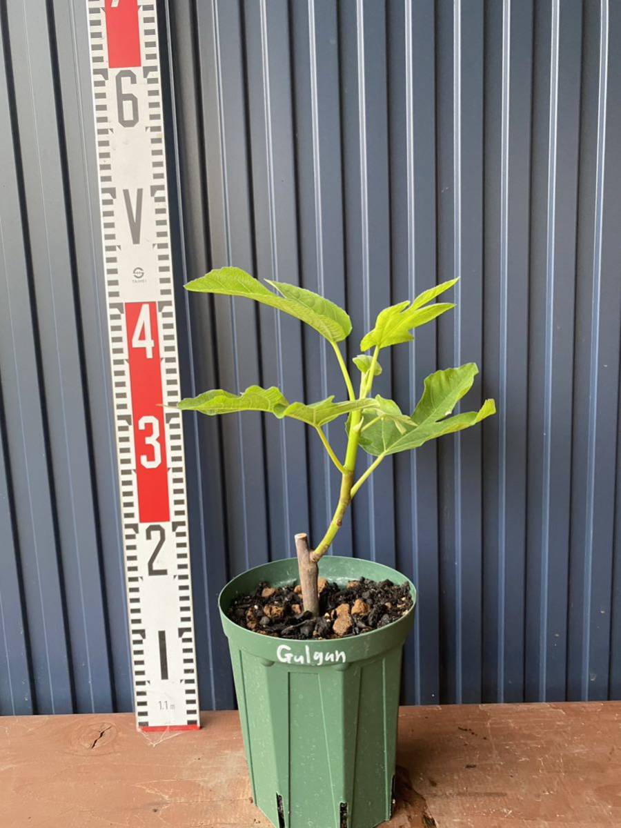 【未使用】いちじく苗木 ハイクラス種 [Gulgun] 5号ロングスリット鉢 一年生苗 無花果コレクション(まとめて取り引きの利用で同梱可能)の落札情報詳細 - Yahoo!オークション落札 ...