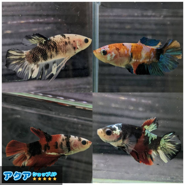 【未使用】【返金保証】 動画 ベタ (b4153-b4154-b4155-b4157) メス 4匹セット タイ産 熱帯魚 プラカットの落札情報 ...