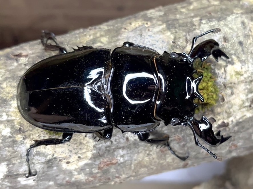 【未使用】【ATGR】 タランドゥスオオツヤクワガタペア オス 約67mm メス 約45mm CBF2 出品№1の落札情報詳細 - ヤフオク ...