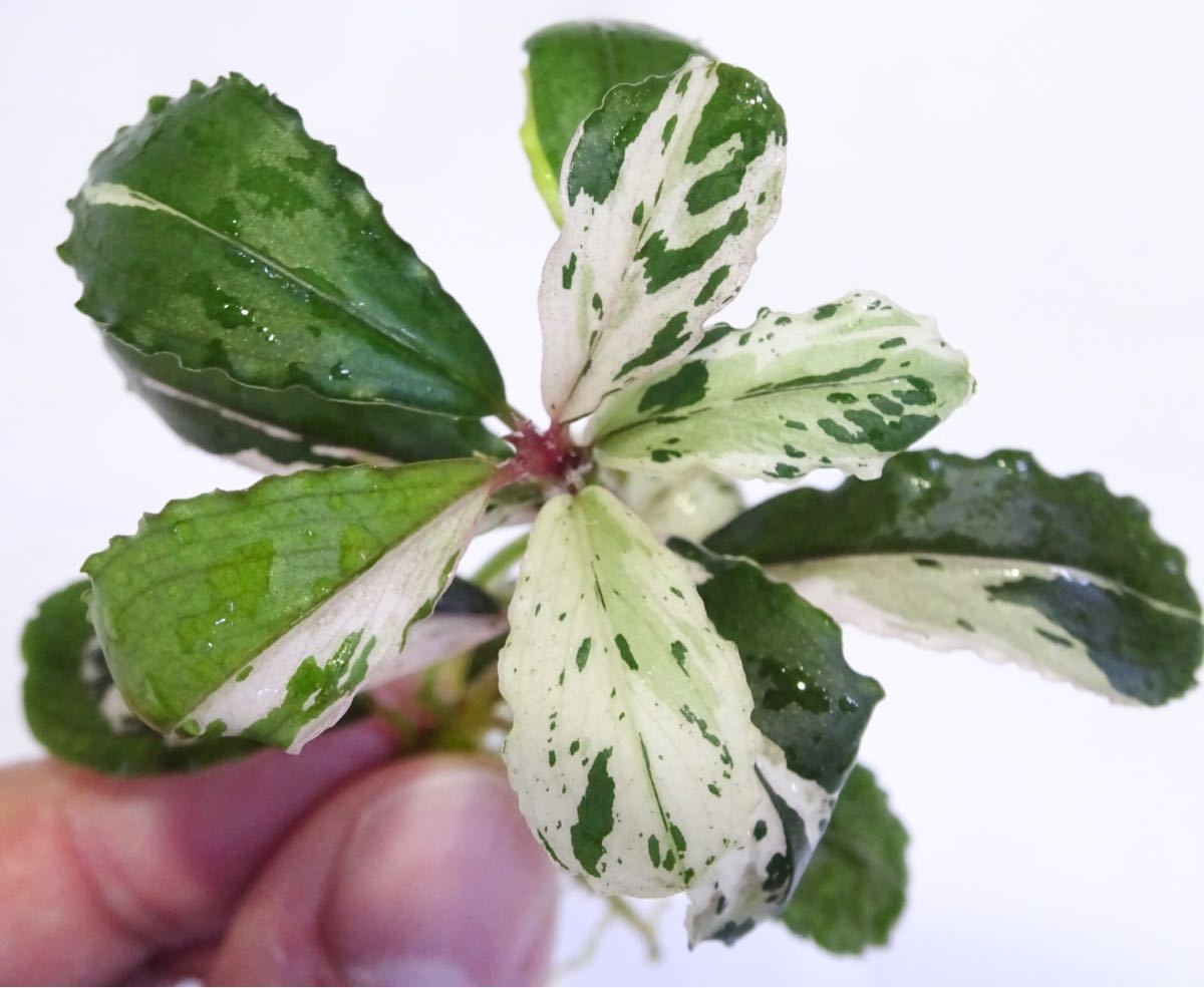 【目立った傷や汚れなし】Bucephalandra sp.”Pink variegata” 水上葉 1株 ブセファランドラ ピンクバリエガータ ...