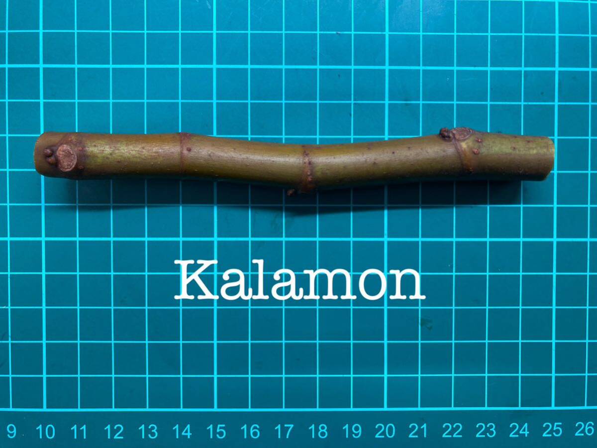 【未使用】いちじく苗木 レア種 [Kalamon] No.1 5号ロングスリット鉢 一年生苗 無花果コレクション(まとめて取り引きの利用で同梱 ...
