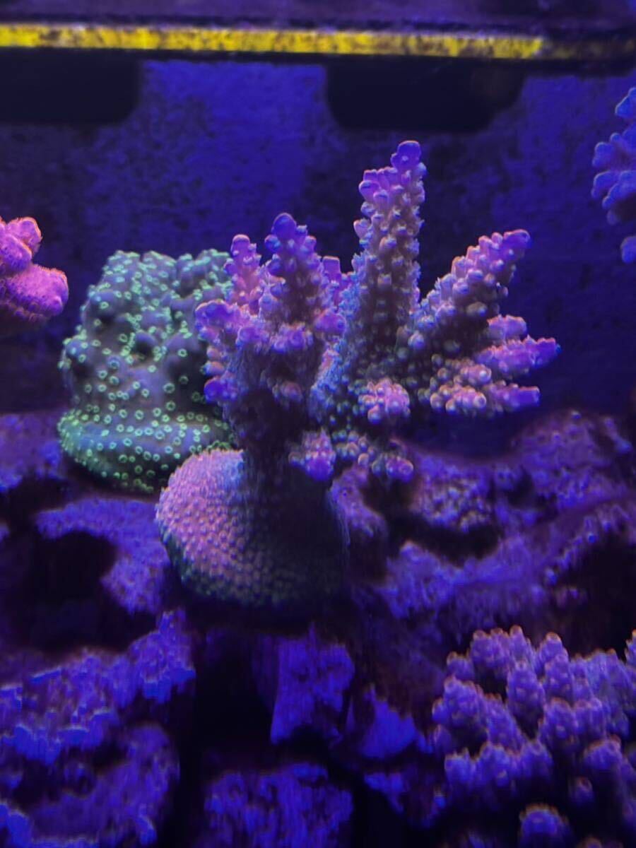 【やや傷や汚れあり】HC devil beckon 複数出品中！の落札情報詳細 - ヤフオク落札価格検索 オークフリー