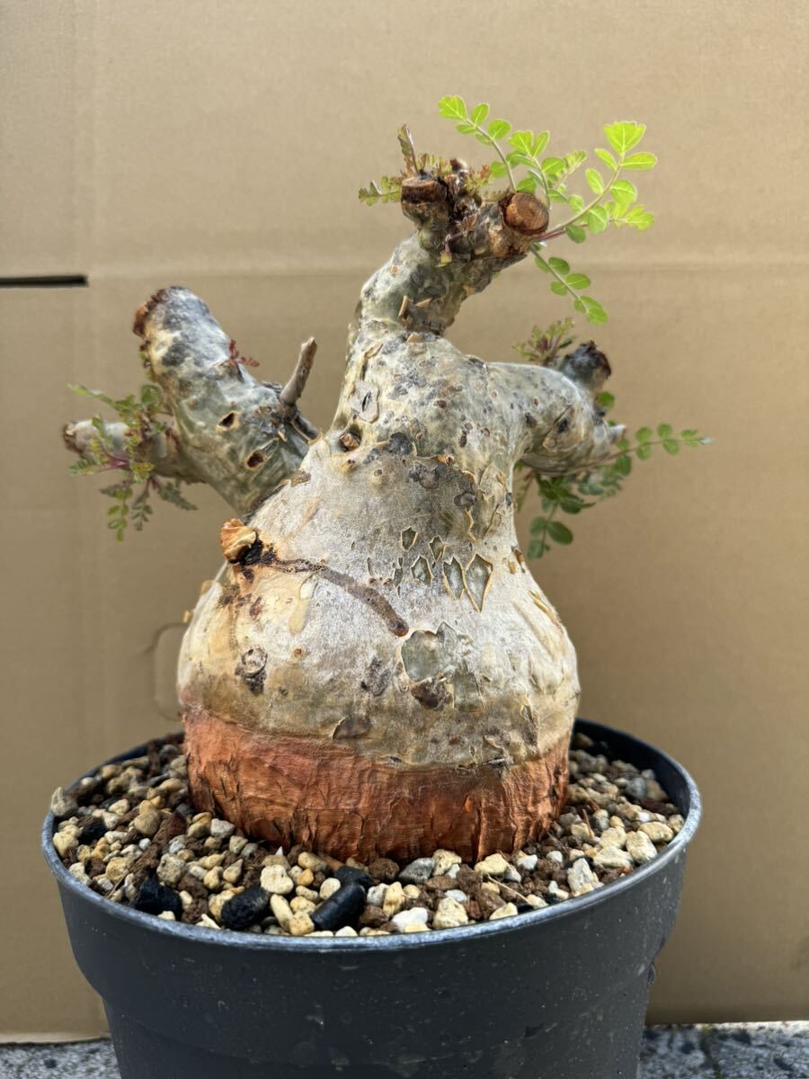 【やや傷や汚れあり】【Pachycormus discolor】パキコルムス ディスカラー 象の木 / No.2 / プルプシー コルムナリス ...