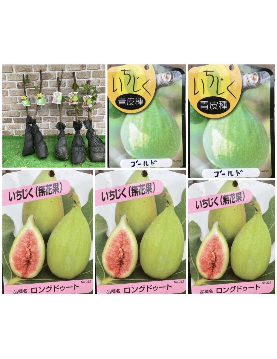 【未使用】★イチジク いちじく 青皮種 ゴールド＆ロングドゥート 根巻き苗木 h70cm 5本セットの落札情報詳細 - Yahoo!オークション落札価格検索 オークフリー