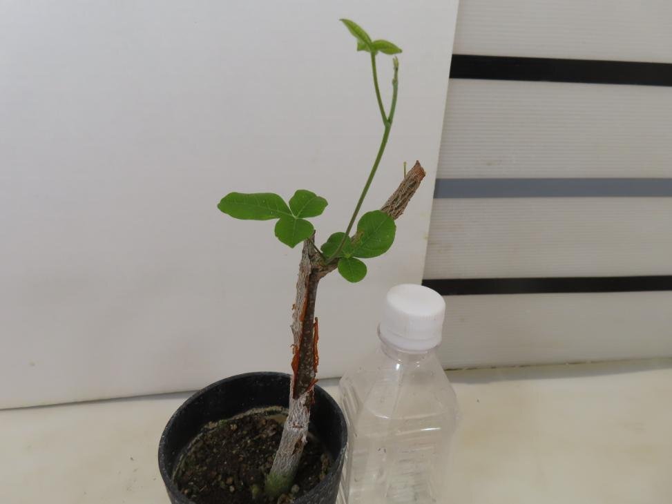 【未使用に近い】4454 「実生」コミフォラ ブレビカリックス ベゾルム【発根・C.brevicalyx var. Vezorum・塊根植物】の落札情報詳細 - Yahoo!オークション落札 ...