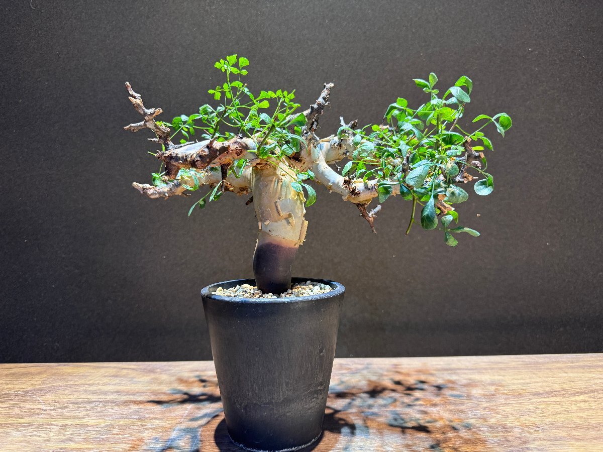 【目立った傷や汚れなし】発根済株④ Commiphora kataf コミフォラ カタフ /@triad plantsの落札情報詳細 ...