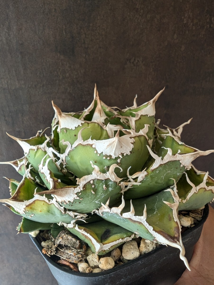 【傷や汚れあり】【AGAVE TITANOTA 繁星】アガベ チタノタ 子株 龍球会の落札情報詳細 - Yahoo!オークション落札価格検索 オークフリー
