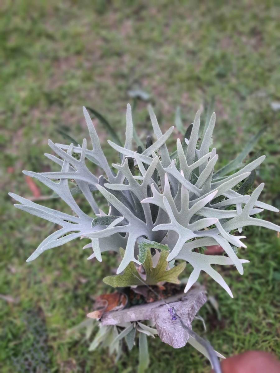 【未使用】P.veitchii cv.Lisa(Compact Form) spored③ ＠ビカ森wife 板付品 ベイチーリサ ビカクシダ ...