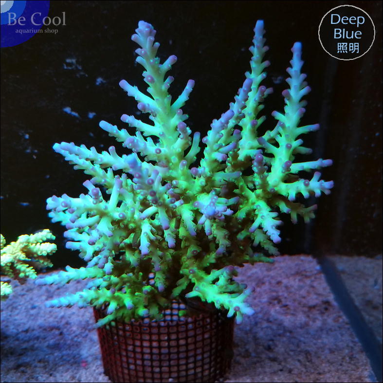 【未使用】D25 ボーンミドリイシ（14cm前後）の落札情報詳細 - Yahoo!オークション落札価格検索 オークフリー