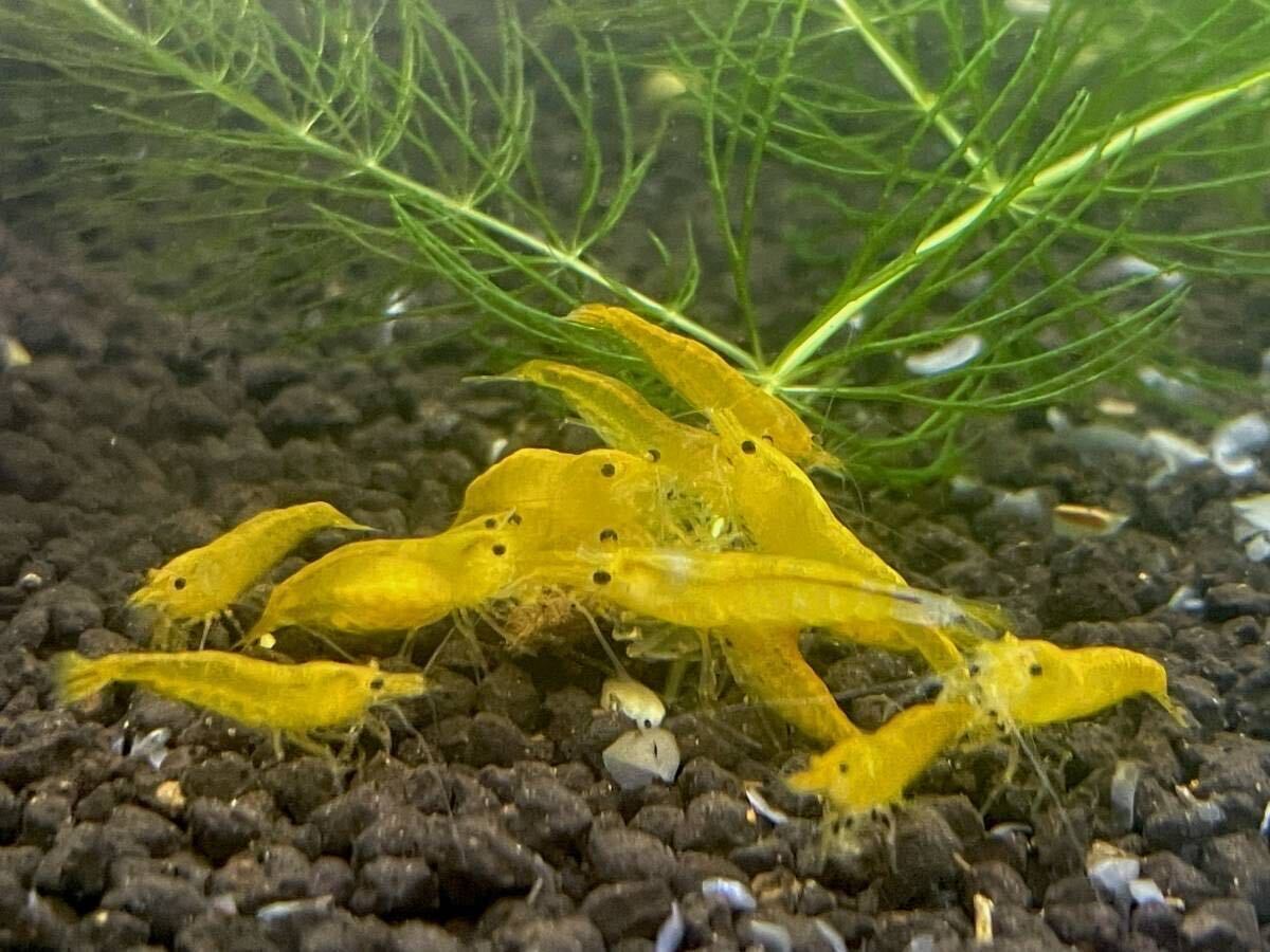 【未使用】【EBISU】 100匹セット！！ イエローチェリーシュリンプ ランダムヌマエビの落札情報詳細 - Yahoo!オークション落札価格検索 オークフリー