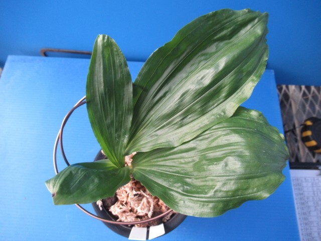 【やや傷や汚れあり】80B2えびね欄 196 大宮×天賜 1作以降初花見込苗 山野草エビネランの落札情報詳細 - Yahoo!オークション落札価格検索 オークフリー