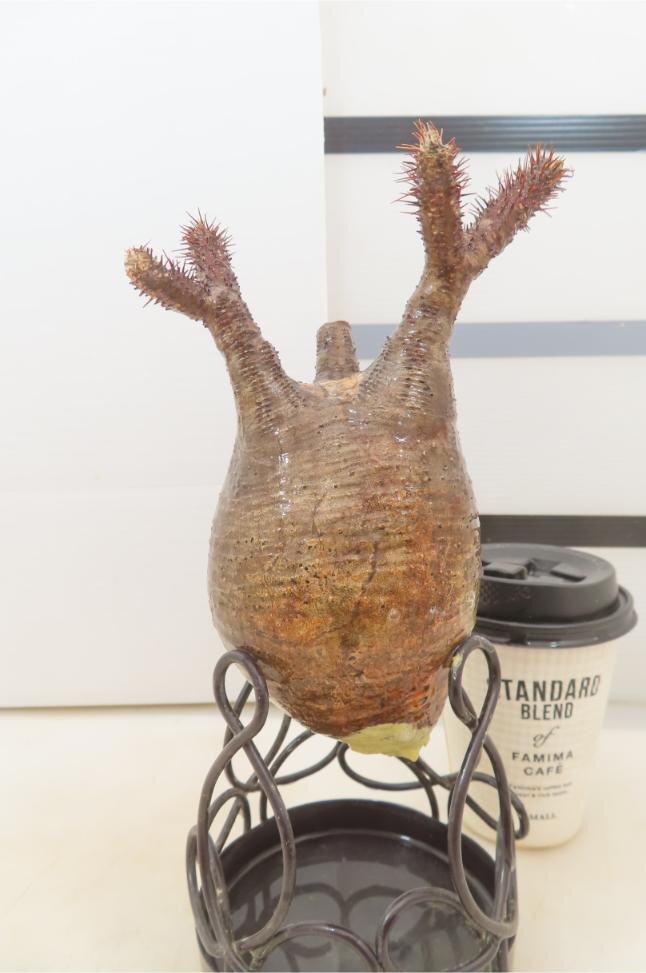 【未使用に近い】3237 「塊根植物」パキポディウム グラキリスS 抜き苗【弱柔らか・gracilius・根切確認済・マダガスカル】の落札情報詳細 - Yahoo!オークション落札価格検索 ...