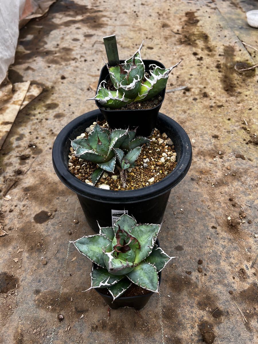 【やや傷や汚れあり】スーパーチタノタ②(BAKEMONO 悪魔くん スーパーチタノタ スパチタ チタノタ オテロイ アガベの落札情報詳細 - Yahoo!オークション落札価格検索 オークフリー