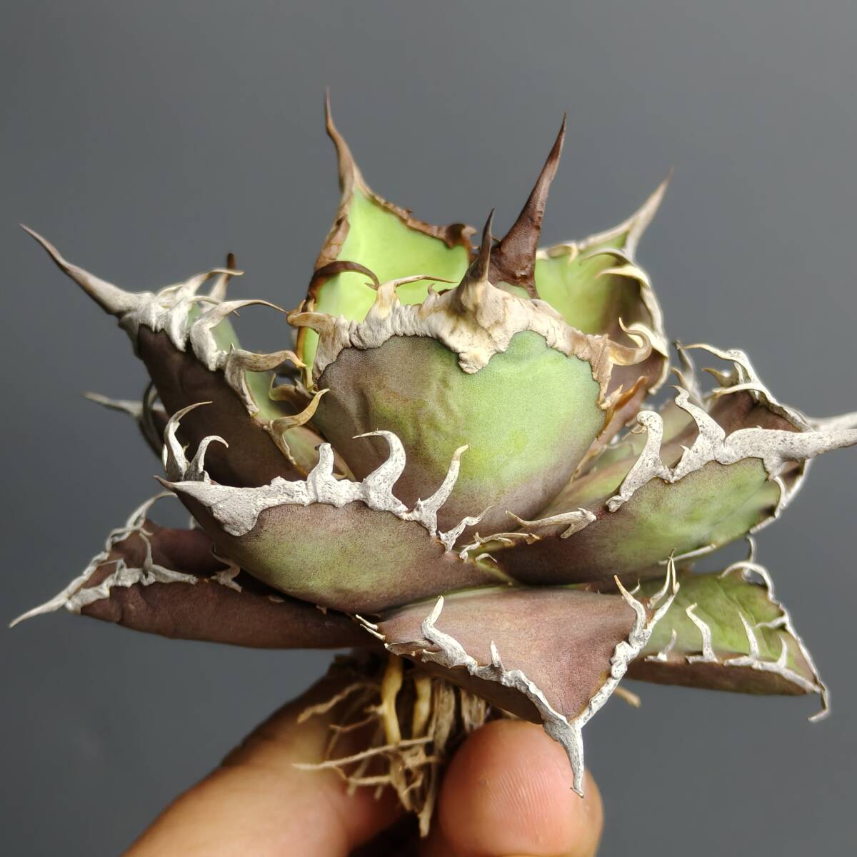 【やや傷や汚れあり】【龍園觀】No.A52 特選 アガベ チタノタ "凱撒" ‘SUPER CAESAR’ シーザー ☆超絶狂棘☆ 極上美株 激レア！の落札情報詳細 - Yahoo ...