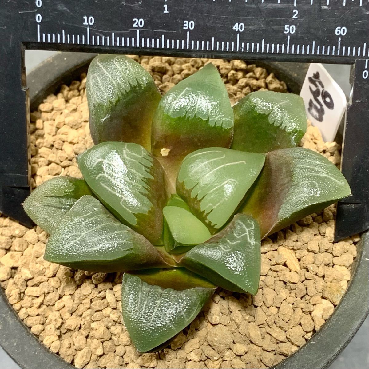 【未使用】 Fareal B50 ハオルチア ジュピター三笠山 x ジュピター夢舞台 自園実生未繁殖株の落札情報詳細 - Yahoo ...