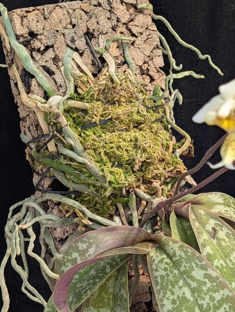 【未使用】(自然種値引出品) Phal. stuartiana 花つきの落札情報詳細 - Yahoo!オークション落札価格検索 オークフリー