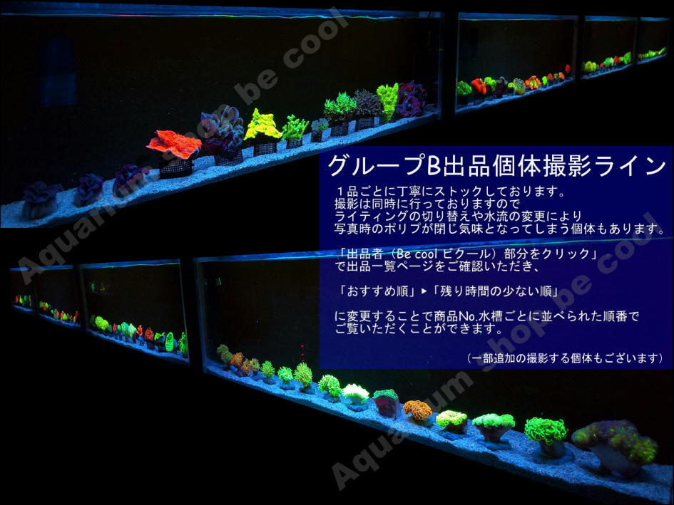 【未使用】B102 ナガレハナサンゴ（7cm前後）の落札情報詳細 - Yahoo!オークション落札価格検索 オークフリー