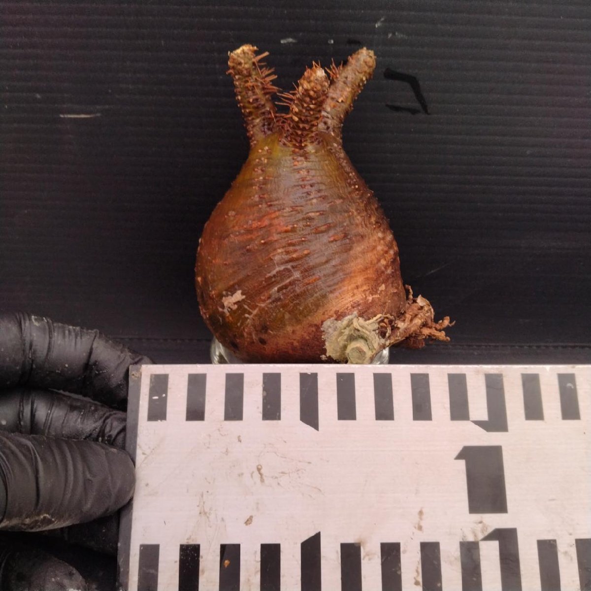 【未使用に近い】6903 「塊根植物」パキポディウム グラキリス 選抜株 抜き苗【5/8最新到着・gracilius・根切確認済・マダガスカル】の落札情報詳細 - Yahoo!オークション落札 ...