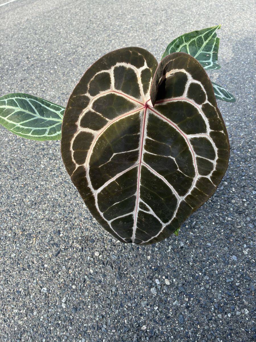 【やや傷や汚れあり】【即決価格あり】AA-1 「ドックブロック」アンスリューム・ミッシェル Anthurium 'Michelle' by ...