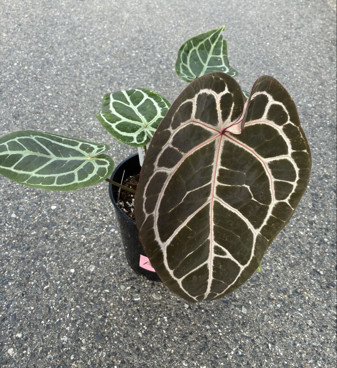 【やや傷や汚れあり】【即決価格あり】AA-1 「ドックブロック」アンスリューム・ミッシェル Anthurium 'Michelle' by ...