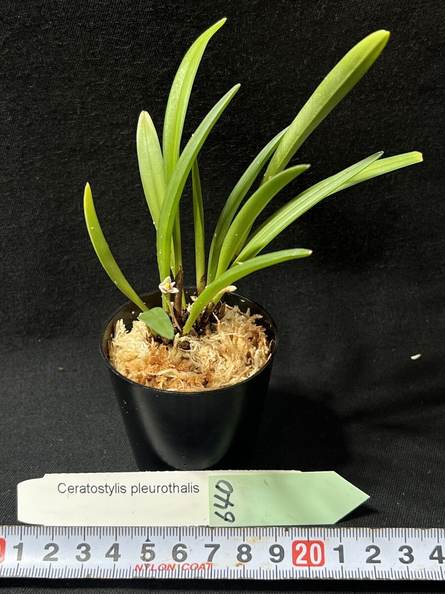 【やや傷や汚れあり】洋蘭原種 (640) 新入荷 花付き Ceratostylis pleurothallis セラトスティリス プラウロタ ...