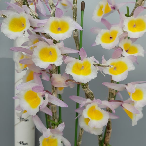 4776【花付き株】デンドロビューム プリムリナム ギガンテウム ② Den.primulinum var. giganteum ② 洋蘭 ...