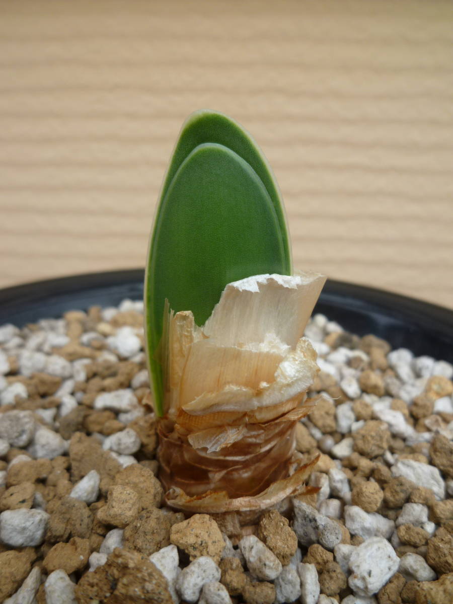 【新品】ハエマンサス モンタナス Haemanthus montanus（Robust）の落札情報詳細 - Yahoo!オークション落札価格 ...