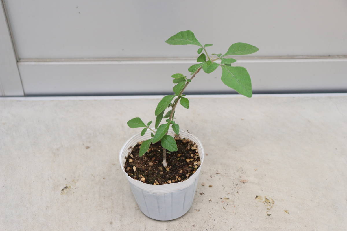 【レア】Lannea edulis ランネア・エデュリス 塊根植物 観葉植物 の落札情報詳細 - Yahoo!オークション落札価格検索 オークフリー