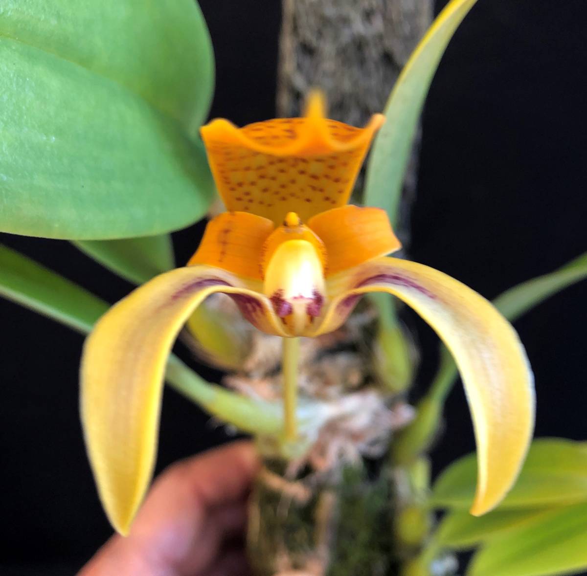 【新品】洋蘭 原種 Vanda dearei バンダ デアレイ 子株 の落札情報詳細| ヤフオク落札価格情報 オークフリー