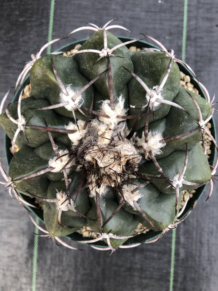 【やや傷や汚れあり】サボテン ディスコカクタス トリコルニス Discocactus tricornis の落札情報詳細| ヤフオク落札価格 ...